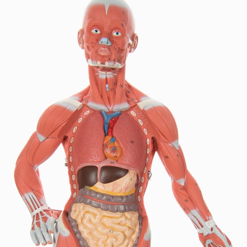 1/3 Life-Size Muscle Figure (2-Part) - LabWorld.co.uk